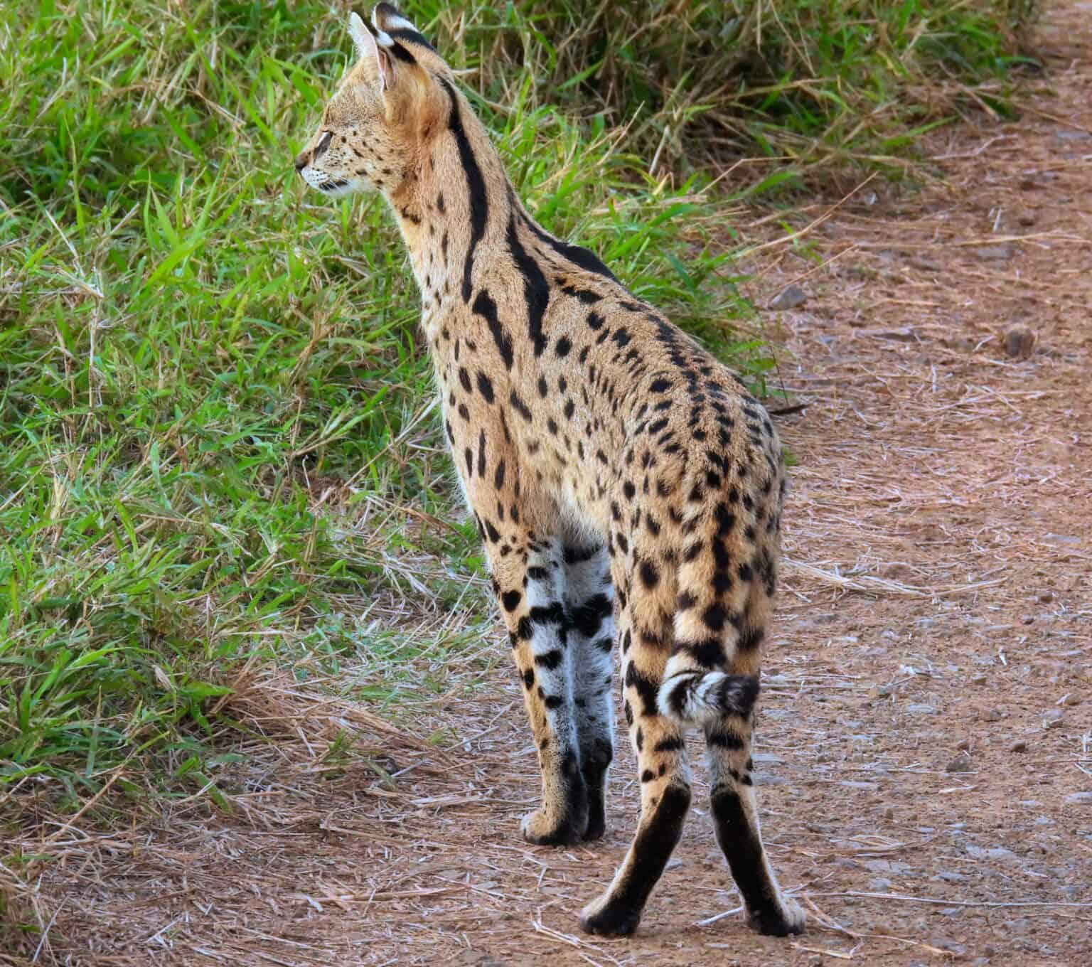 Species Highlight: Serval - The Wild Source