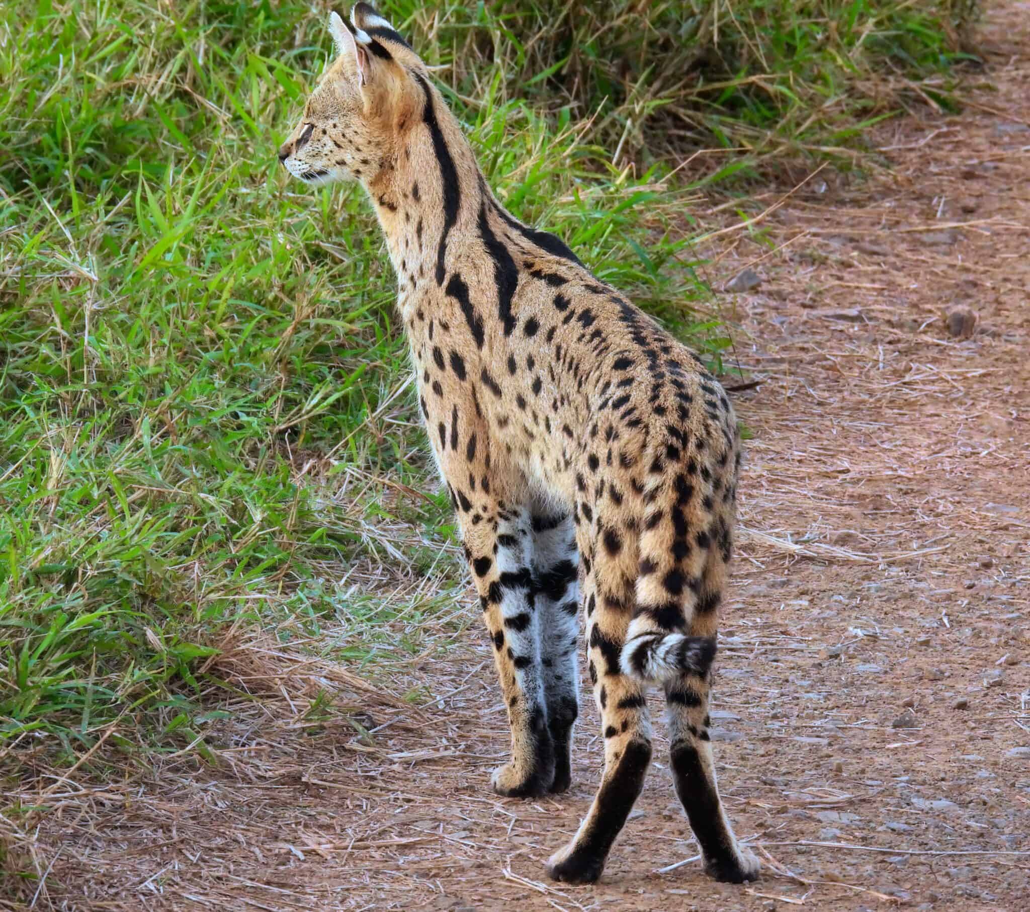Species Highlight: Serval - The Wild Source