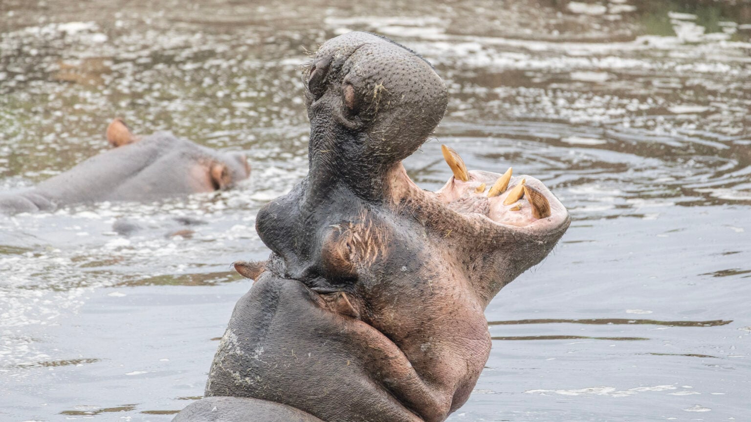 Should You Fear Hippos on Safari? Debunking the Deadly Hippo Myth - The ...