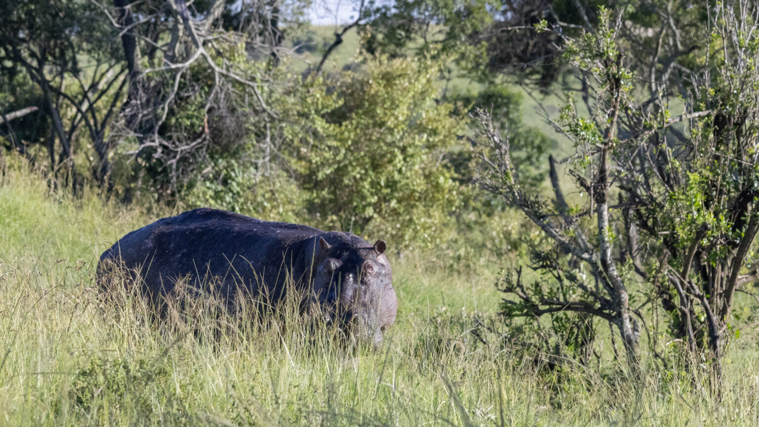 Should You Fear Hippos on Safari? Debunking the Deadly Hippo Myth - The ...