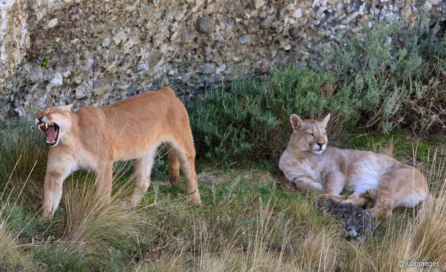 The Many Names of Puma concolor: Mountain Lion, Cougar, Panther, and ...