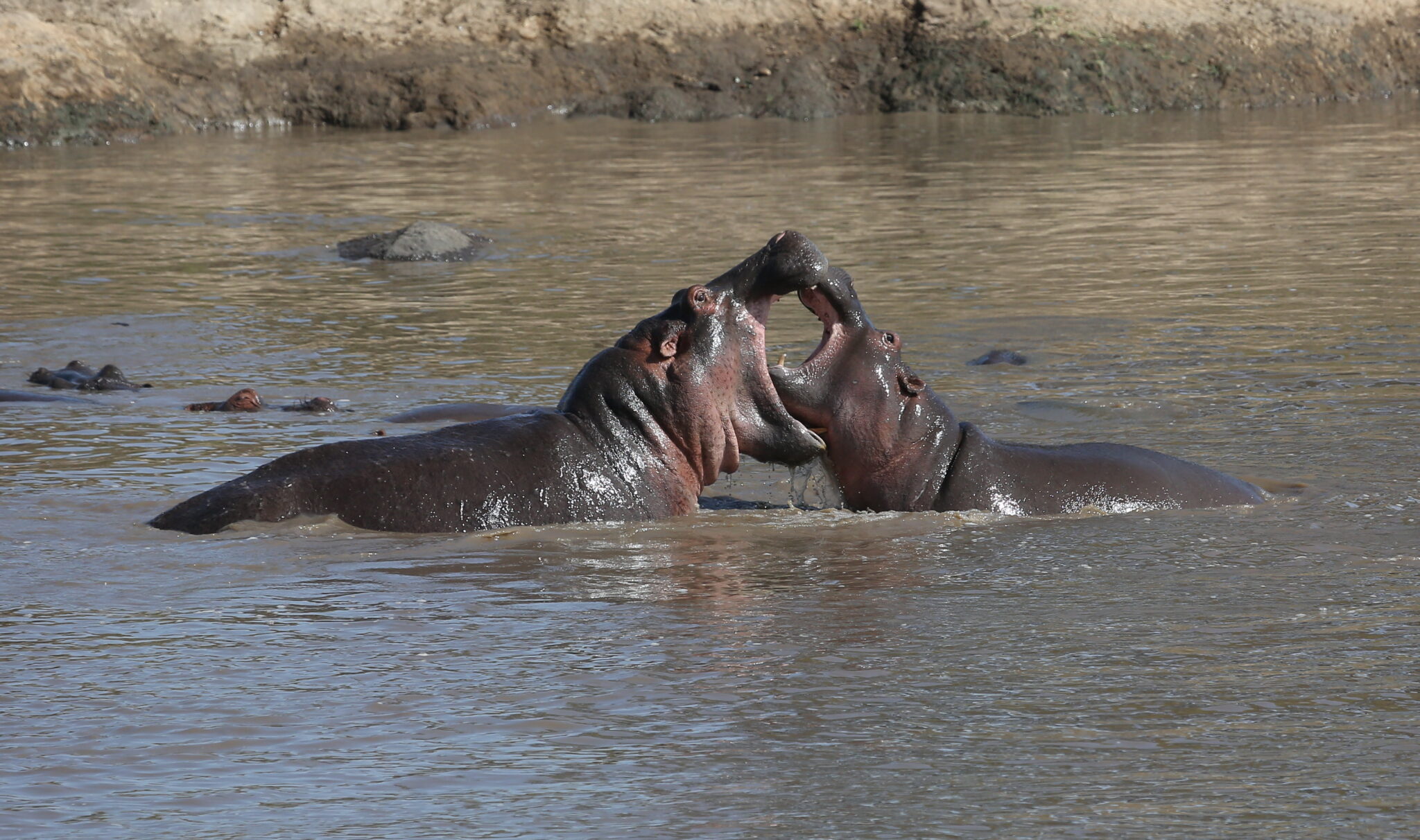 Should You Fear Hippos on Safari? Debunking the Deadly Hippo Myth - The ...